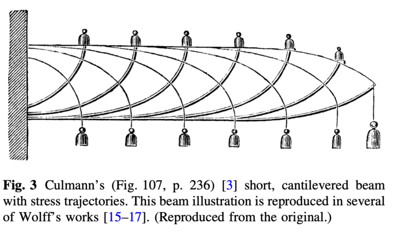 骨梁構造の発見 | 大腿骨頚部骨折からスキー復帰まで